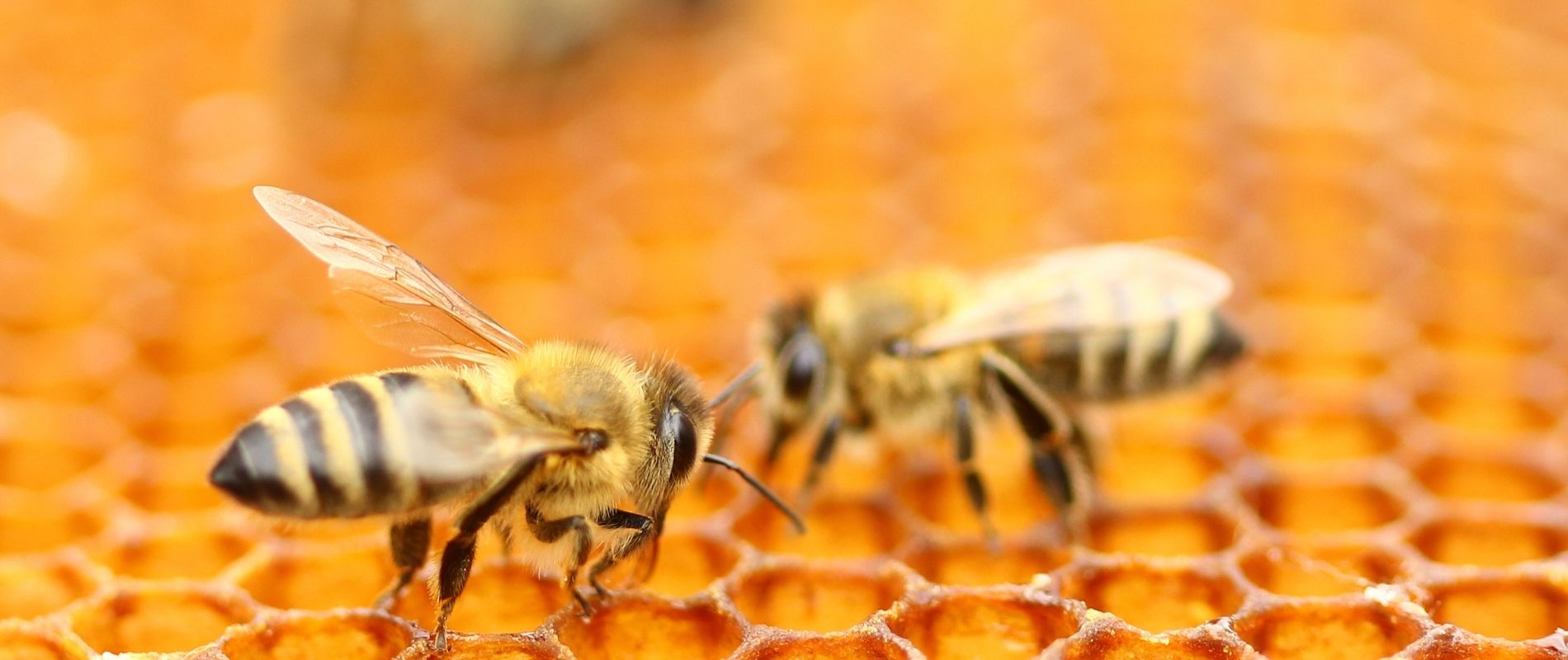 CDC des Chenaux - Madison Solutions Web